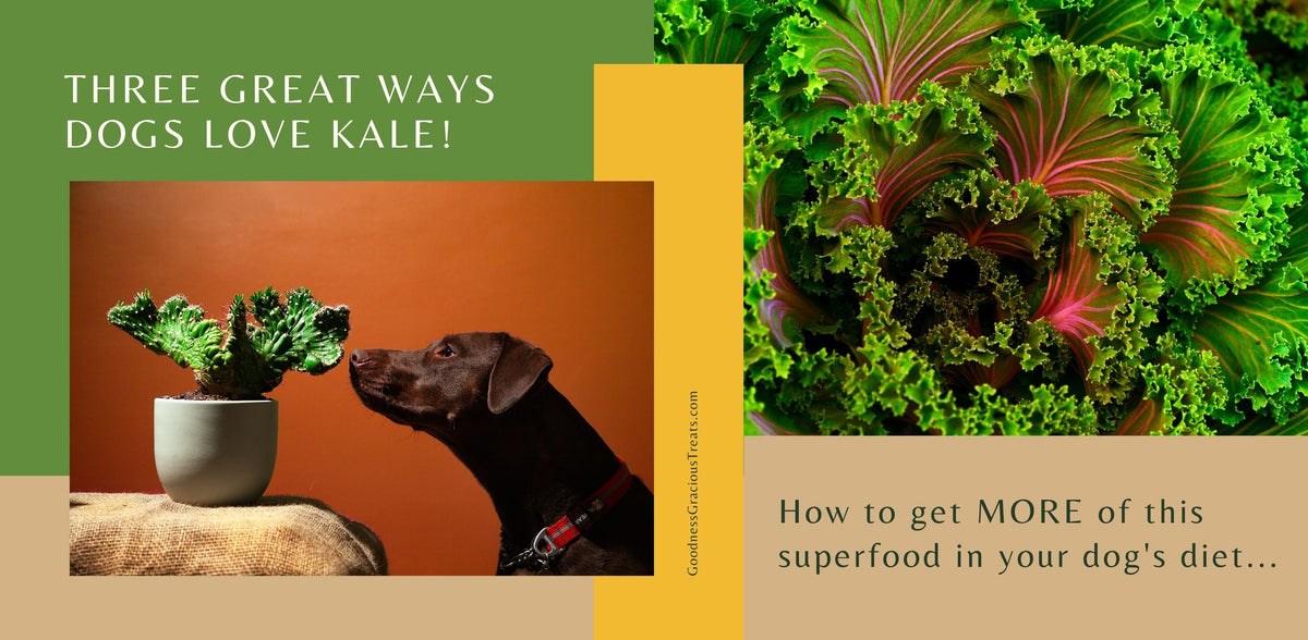 Three Great Ways Dogs Love Kale! – Goodness Gracious